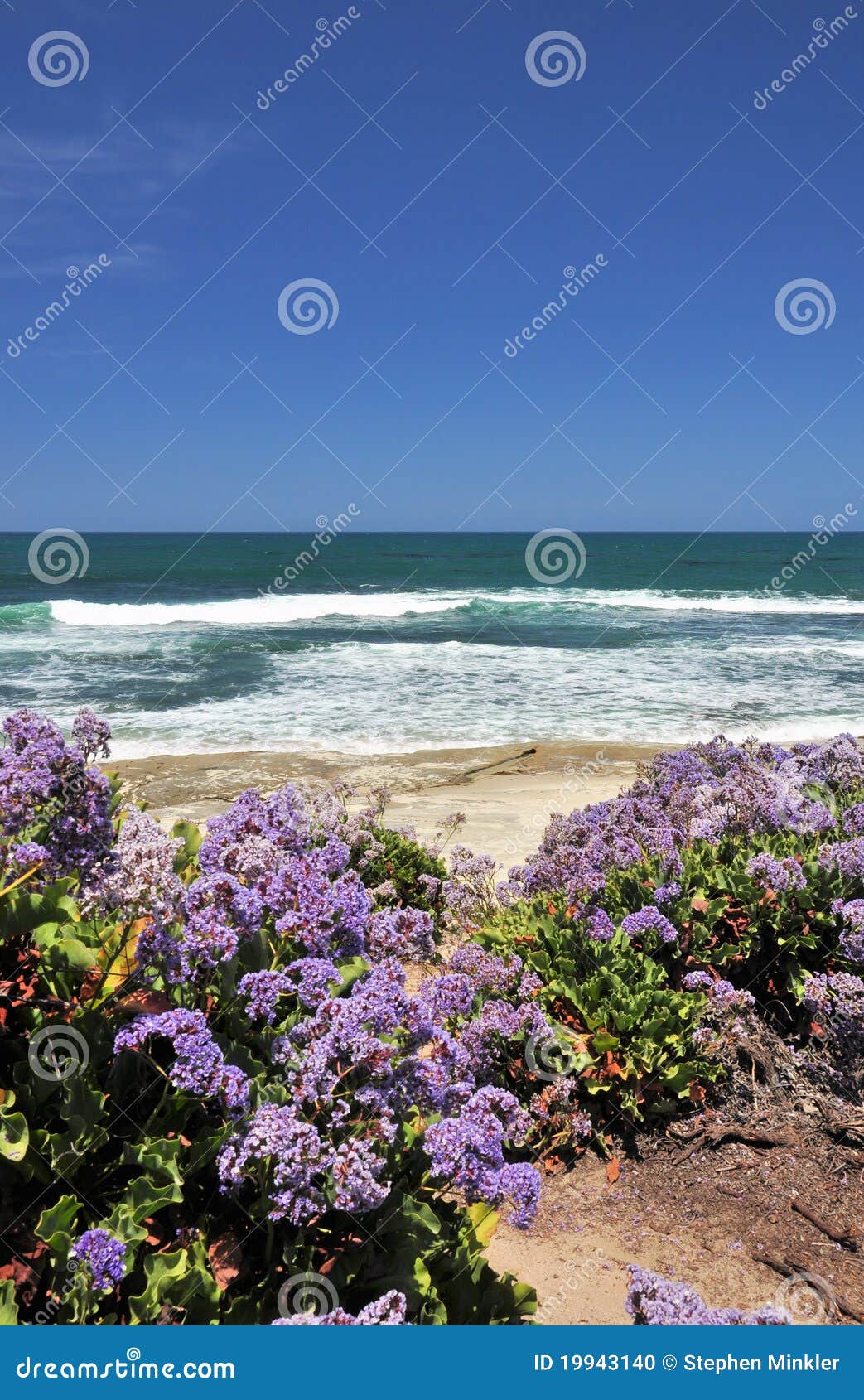Flowers on the beach stock photo. Image of coast, pacific - 19943140