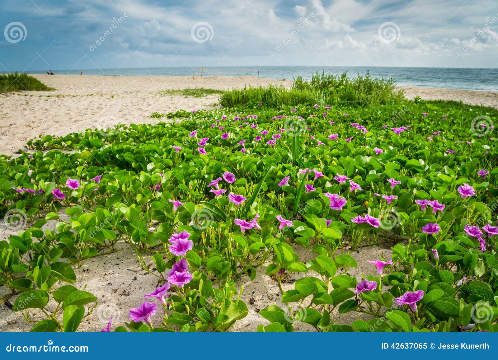 Flowers at Beach at Sebastian Inlet Stock Image - Image of county ...