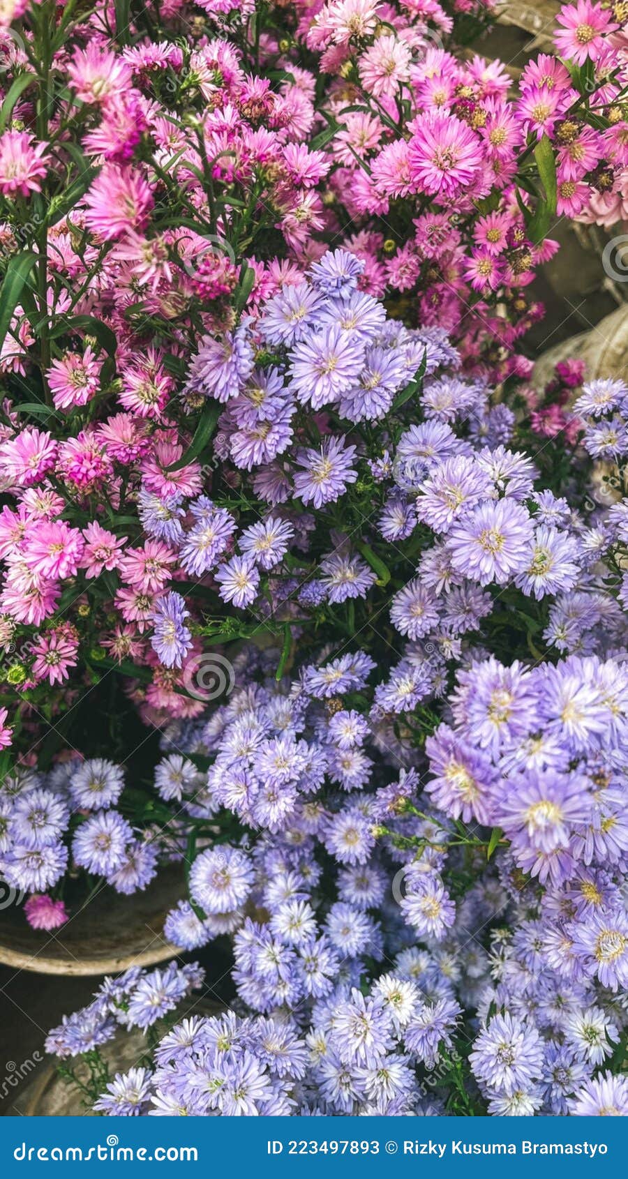 Flowers Flowers so Beautiful Stock Image - Image of plant, produce ...