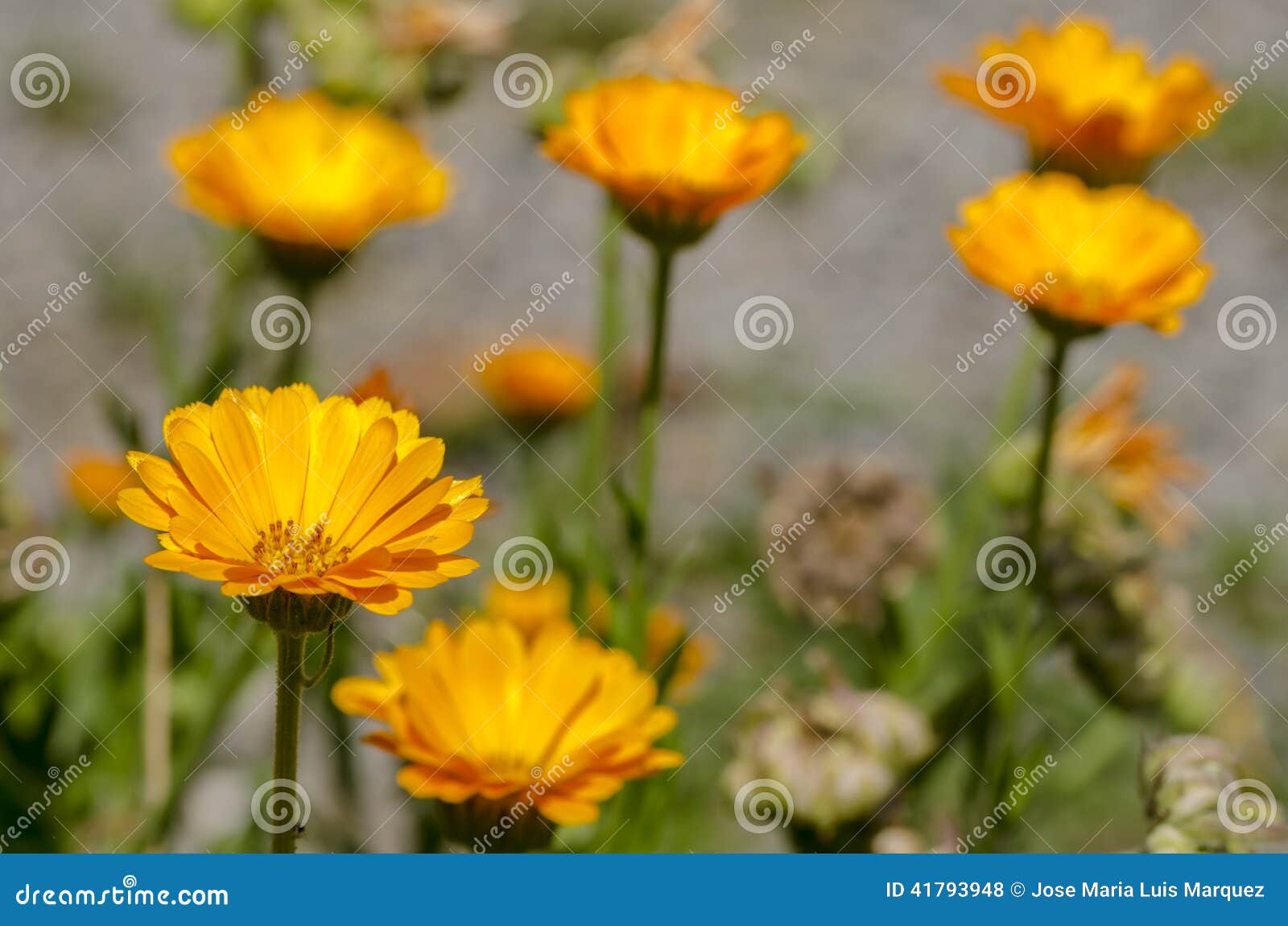 Flowers stock photo. Image of floral, flowers, shape - 41793948