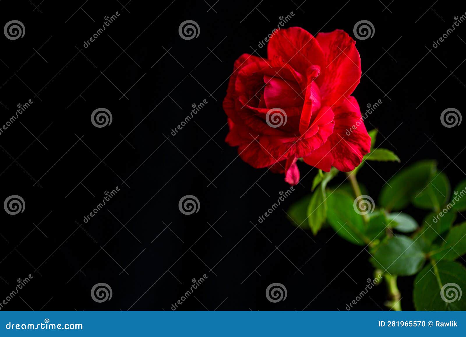 Flowers of Beautiful Blooming Red Rose on Black Background. Stock Photo ...