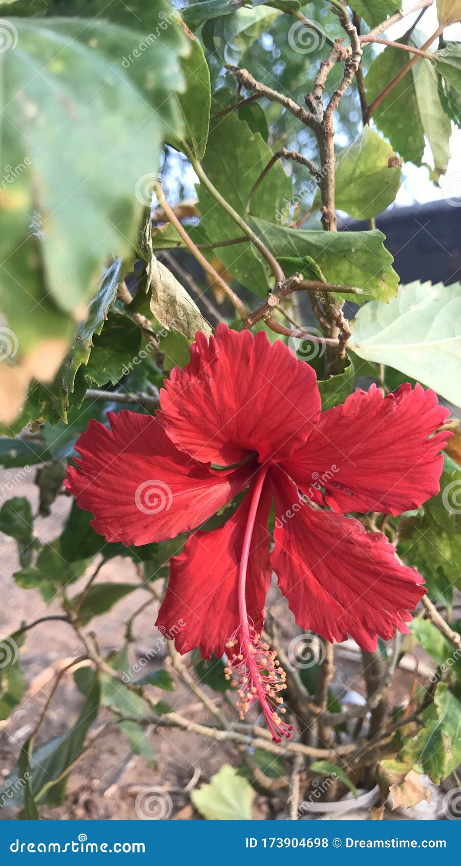 Flowers stock photo. Image of natural, jasud, beautiful - 173904698