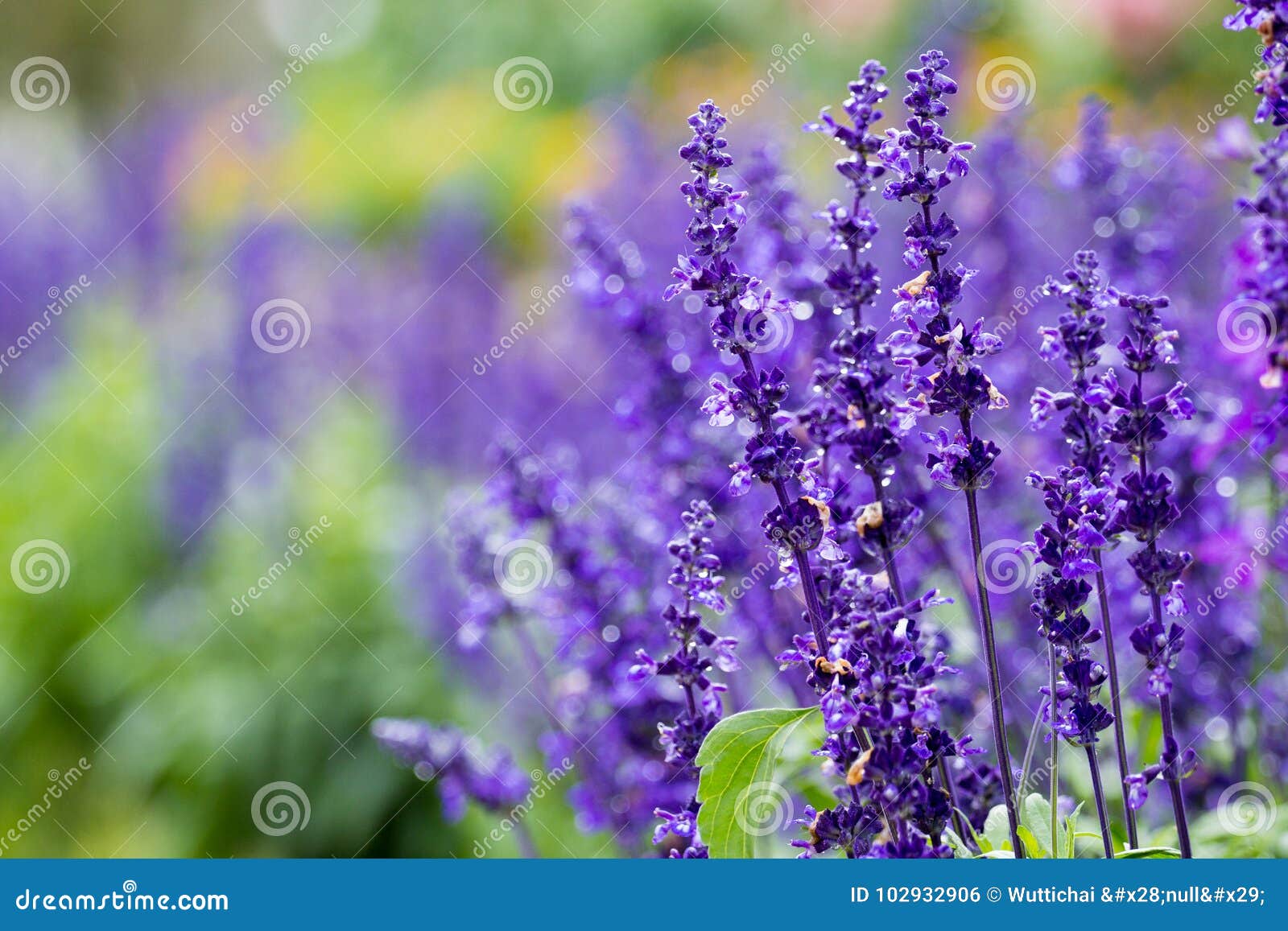 Flowers are Beautiful and Natural in the World. Stock Photo - Image of ...