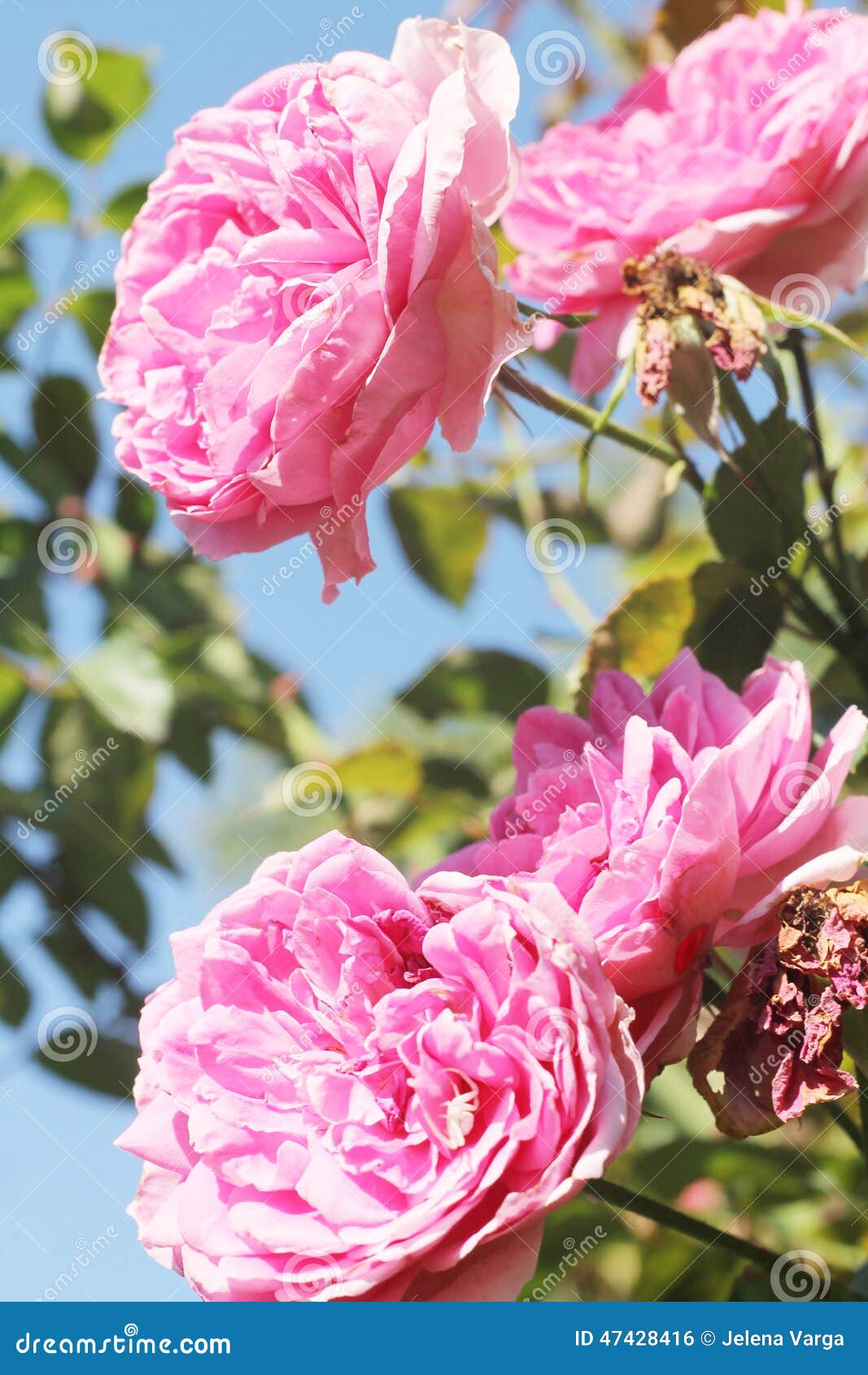 Flowers stock photo. Image of bright, natural, flowers - 47428416