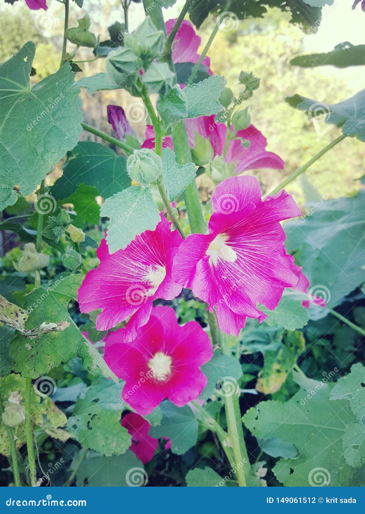 Flowers stock photo. Image of mountain, beautiful, pink - 149061512