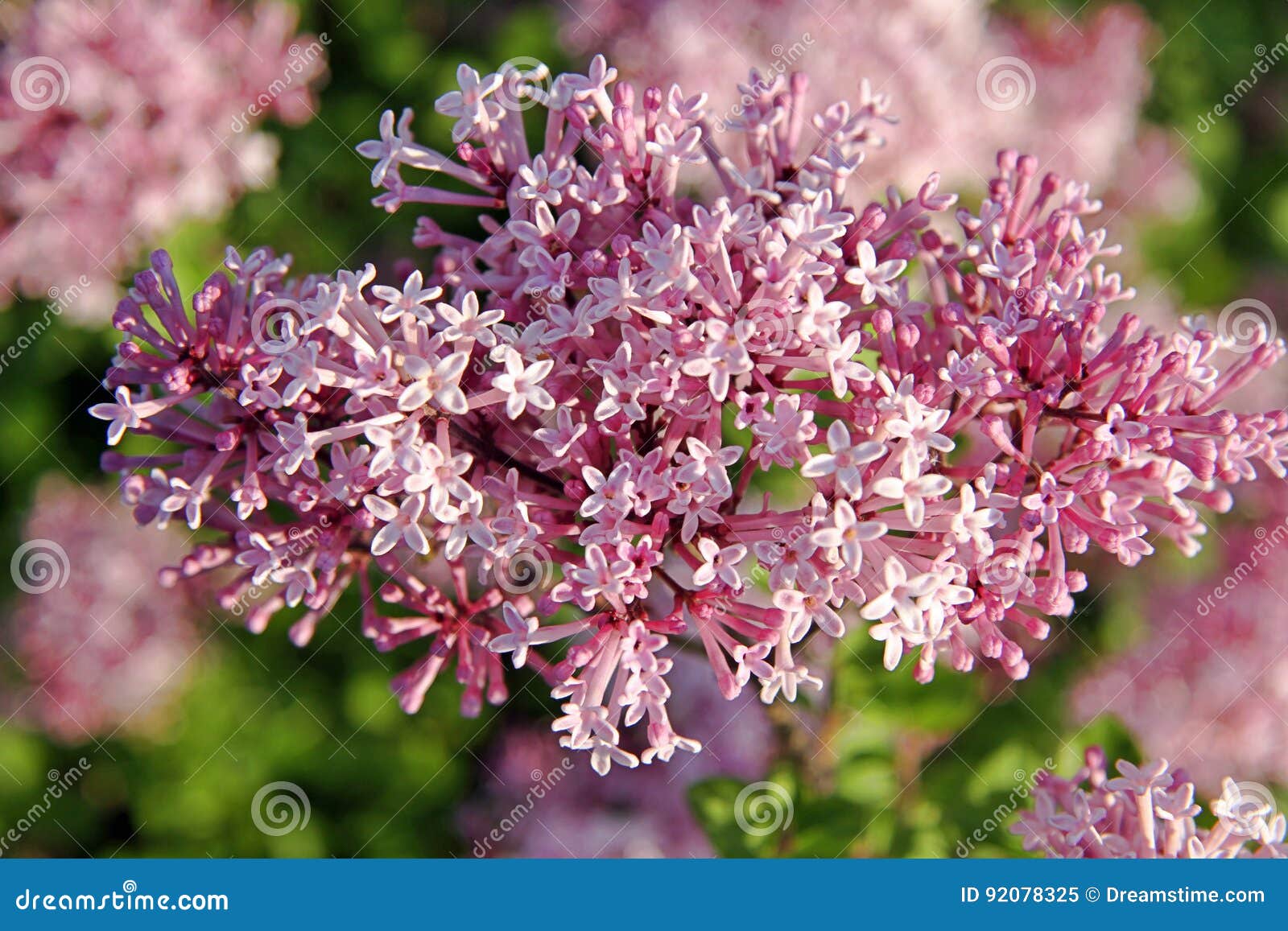 Flowers stock image. Image of nature, garden, beautiful - 92078325