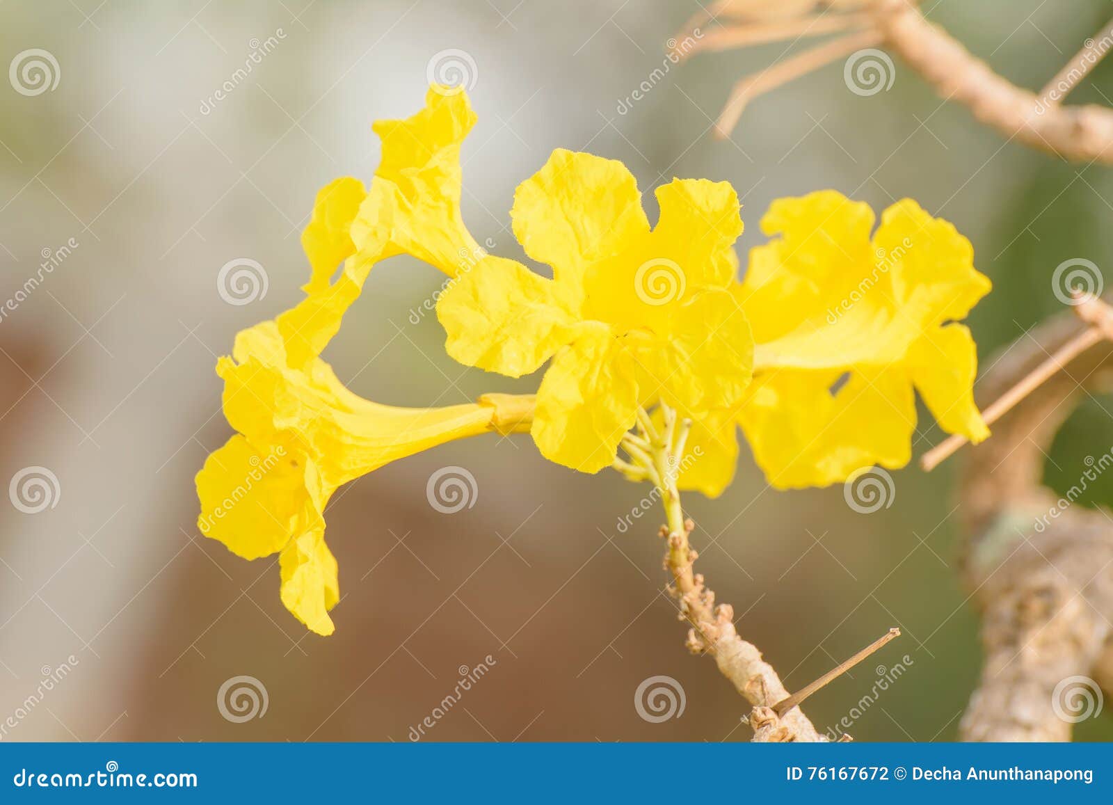 Flowers are Beautiful and Refreshing Stock Photo - Image of foliage ...