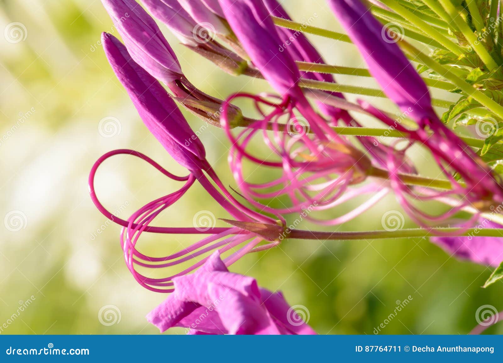 Flowers are Beautiful and Refreshing Stock Image - Image of bloom ...