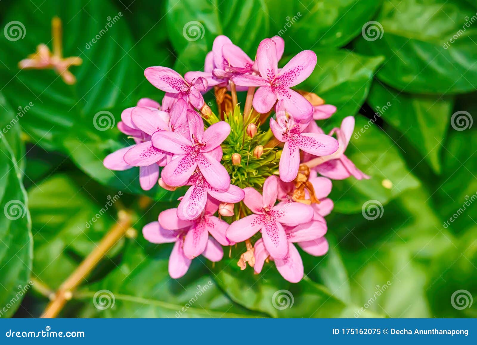 Flowers are beautiful stock image. Image of bright, color - 175162075