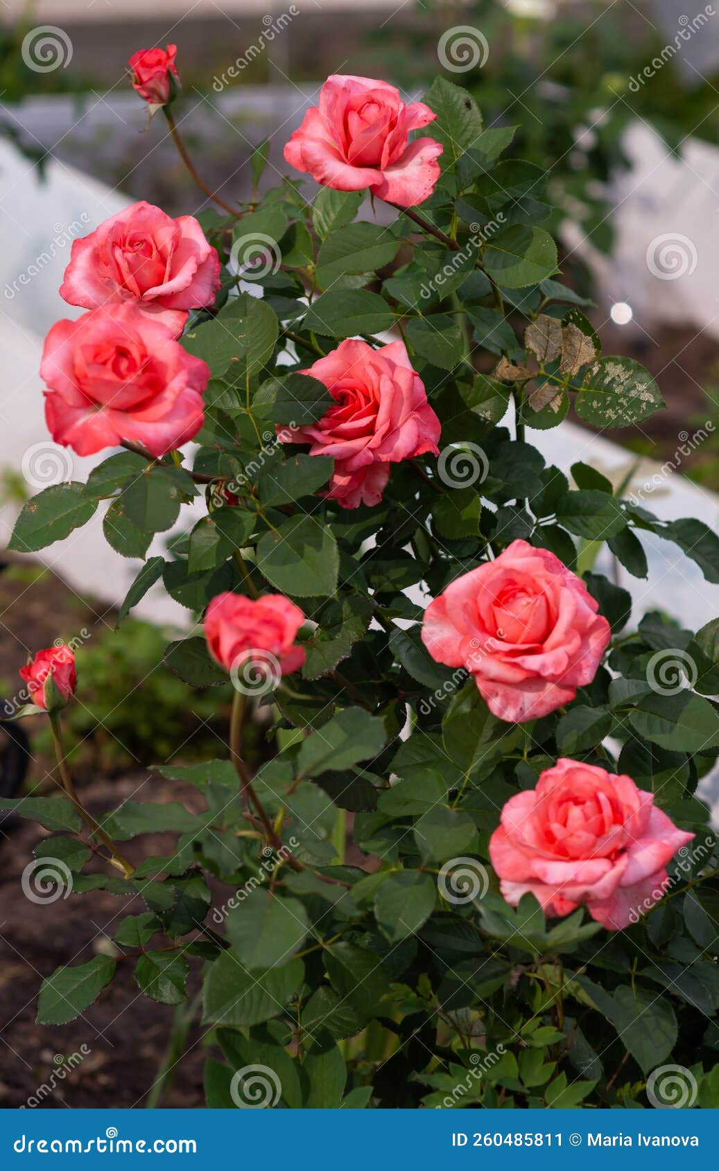 Flowers. a Beautiful Rose Bloomed in the Garden. Stock Image - Image of ...