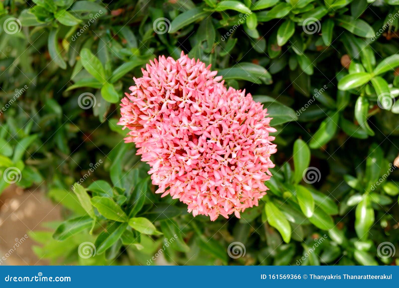 Flowers are Beautiful Things that Nature Has Created. Stock Photo ...