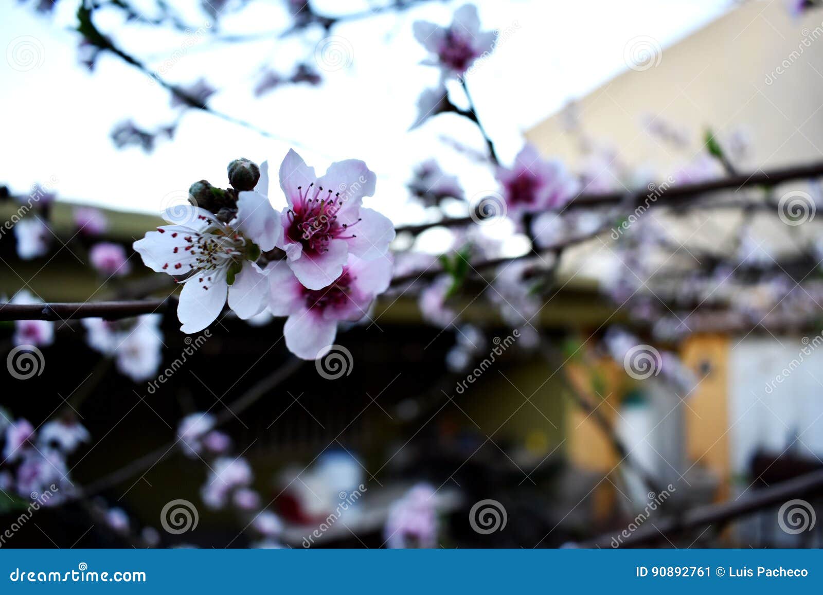 Flowers stock image. Image of flowers, garden, nature - 90892761