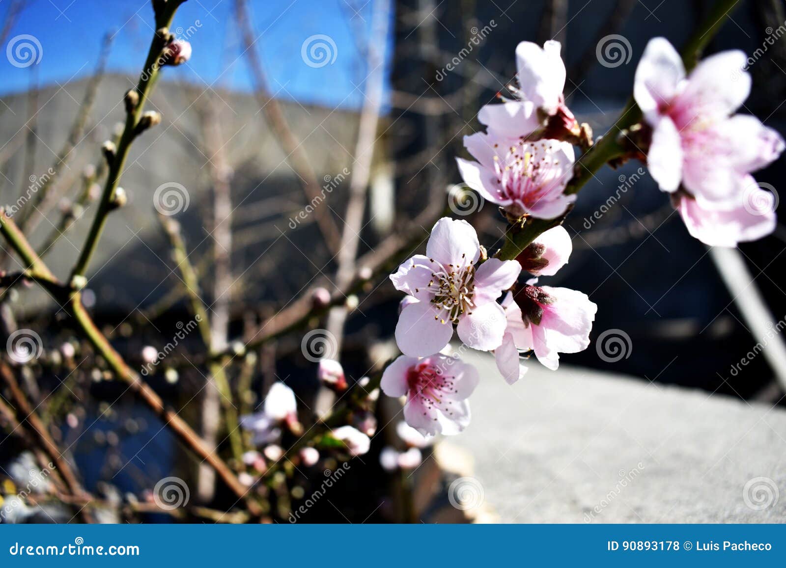 Flowers stock photo. Image of nature, plant, garden, beautyful - 90893178