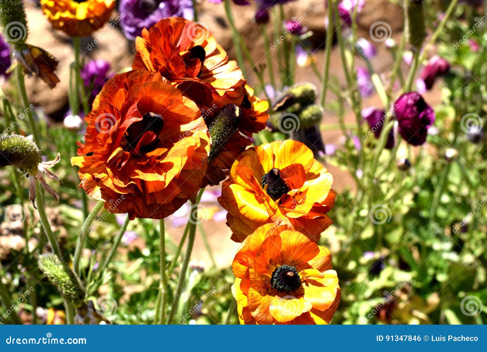 Flowers stock photo. Image of spring, field, garden, landscape - 91347846