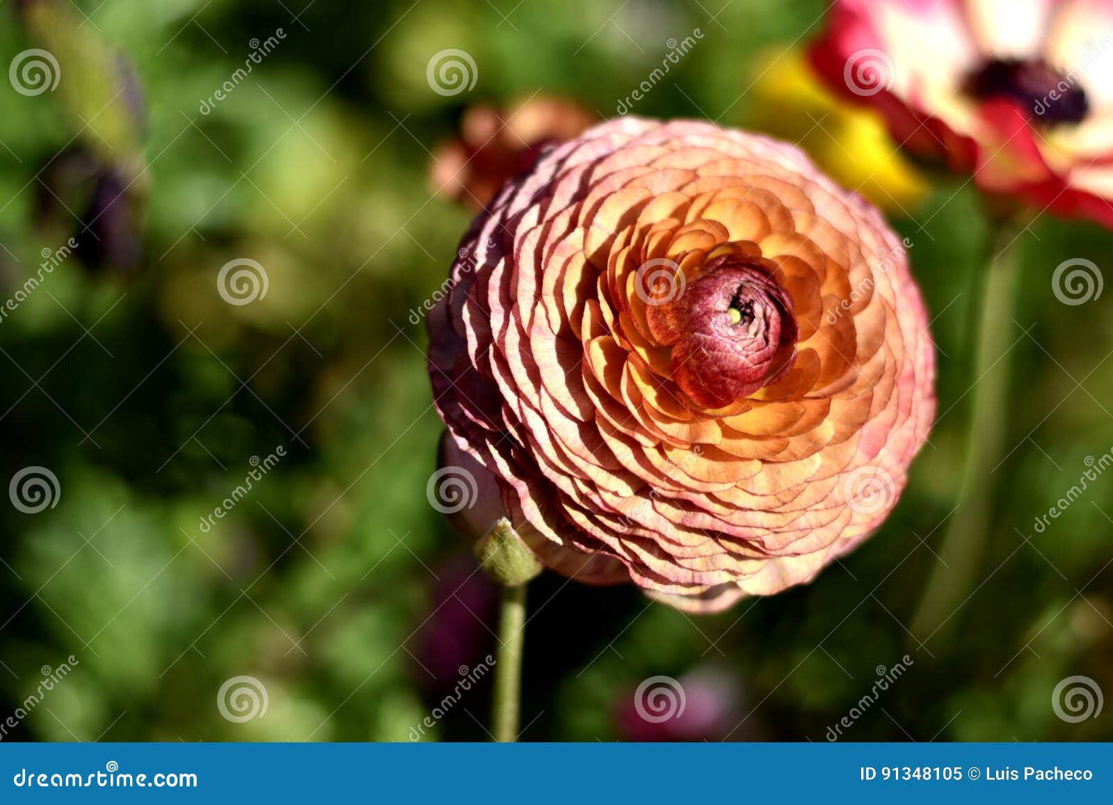 Flowers stock image. Image of flowers, nature, beautyful - 91348105