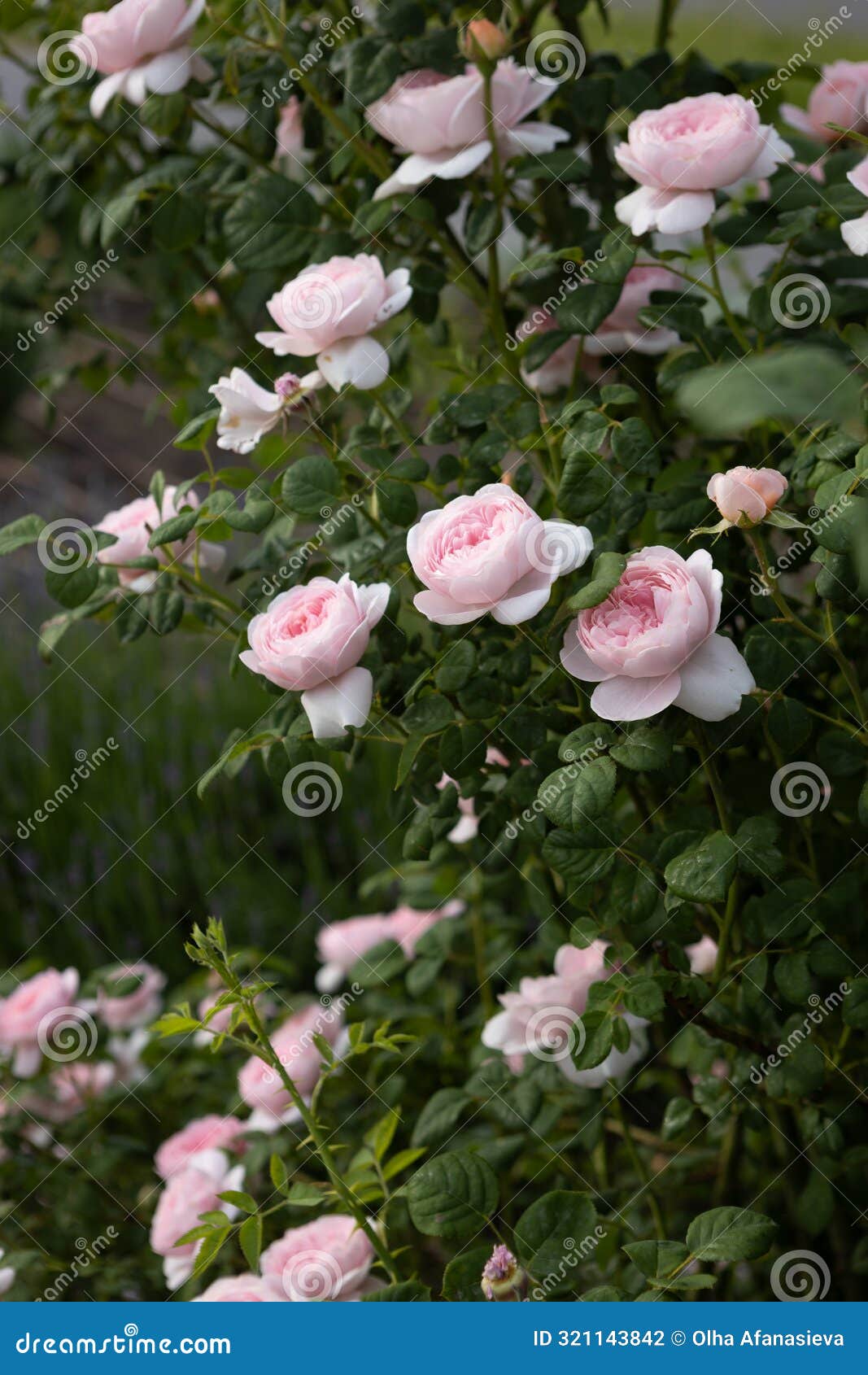 Flowers Bed of Beautiful Pink Roses in a Garden Setting Stock Photo ...