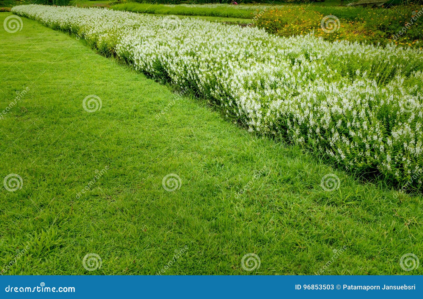 Flowers Bed with Green Grass Stock Image - Image of flora, beautiful ...