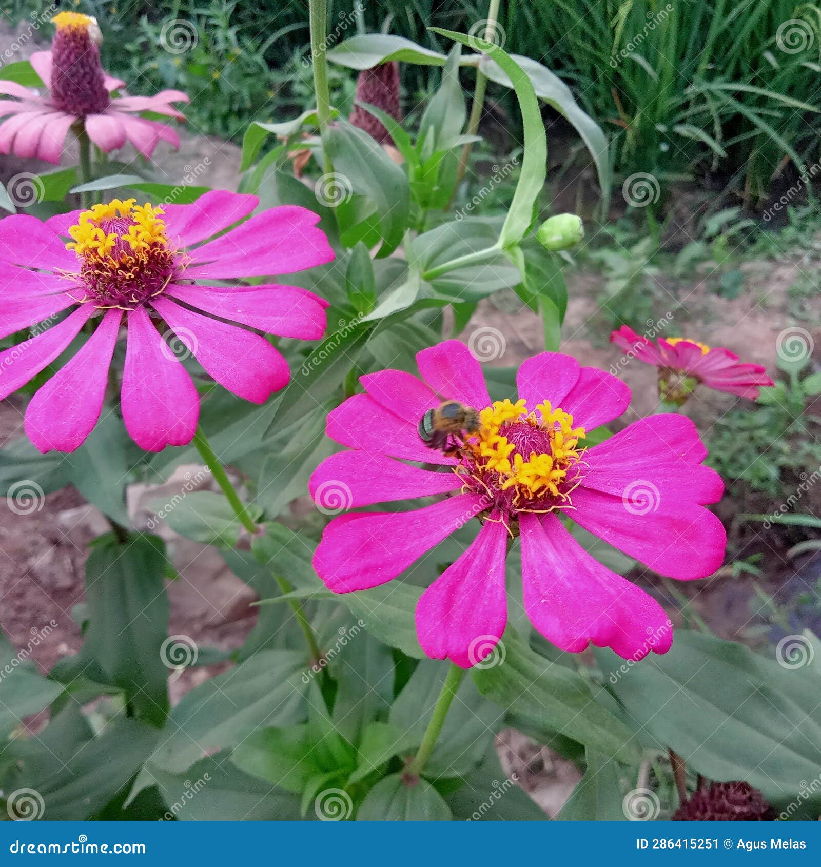Flowers and Bees on the Edge of a Beautiful Rice Field Stock Image ...