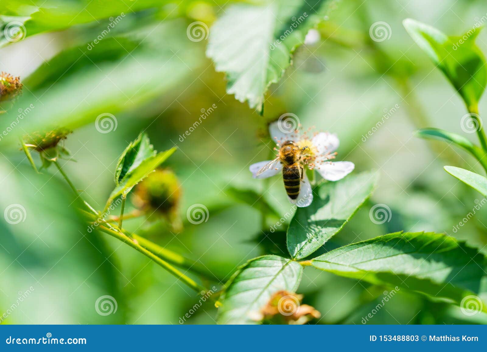 Flowers, Bees and Many Other Small Creatures Stock Image - Image of ...