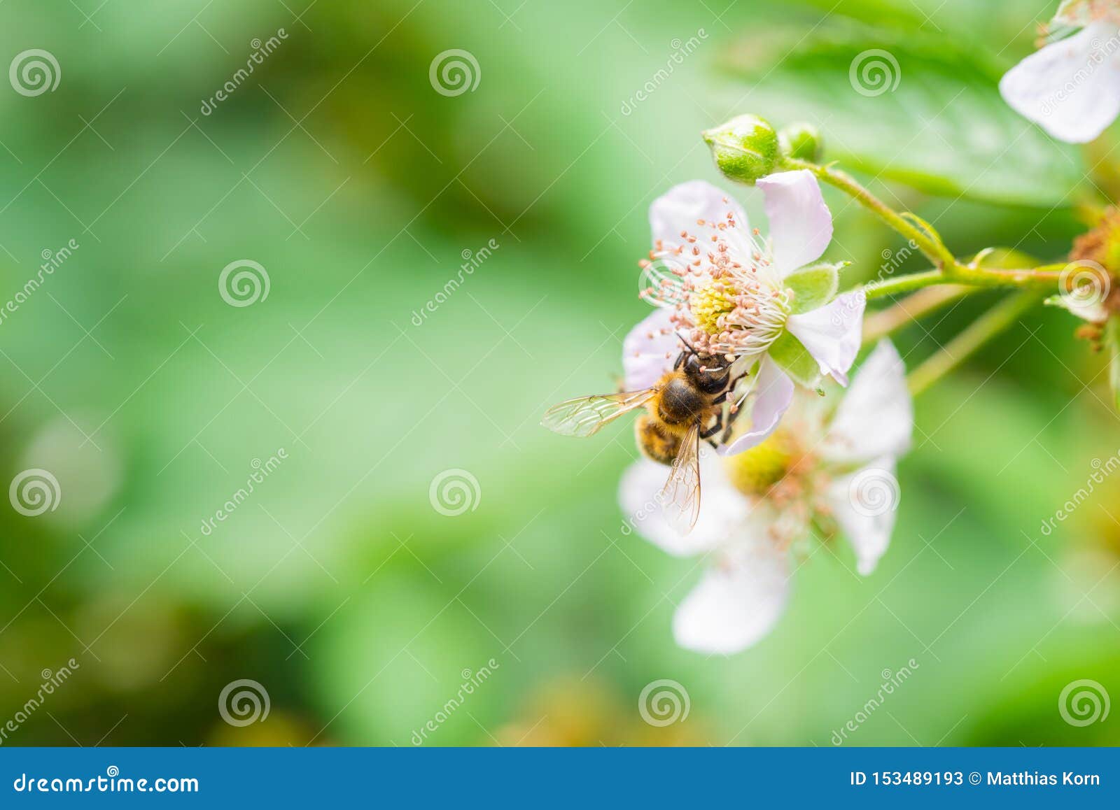 Flowers, Bees and Many Other Small Creatures Stock Image - Image of ...