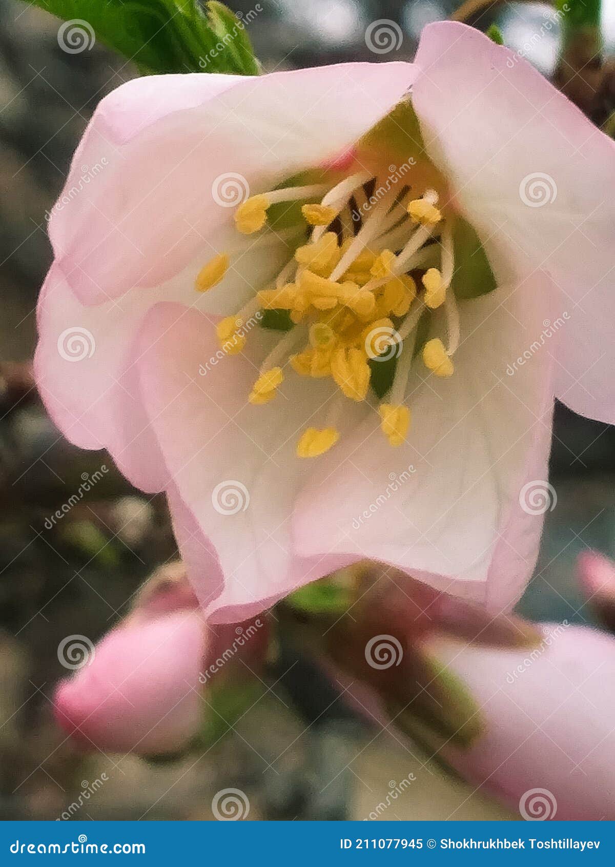 Flowers. Beginning Spring Blooming Pink Color Stock Image - Image of ...