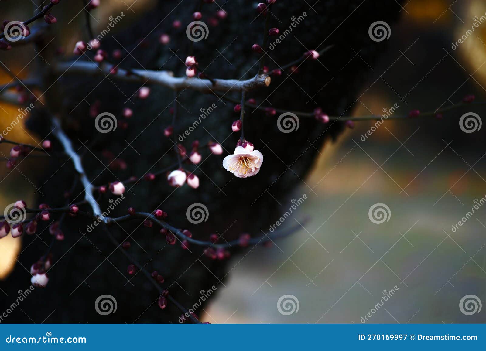The Flowers are almost Beginning To Bloom in the Springtime Stock Image ...