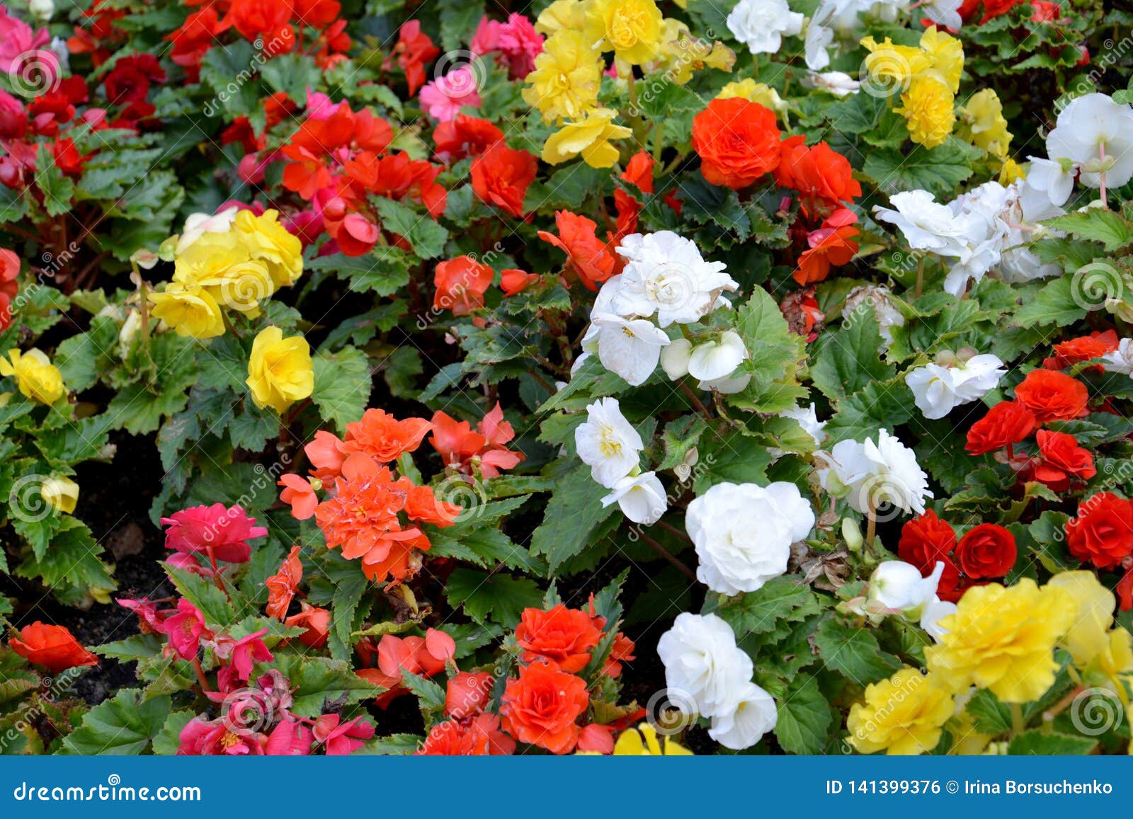 Red Begonia Tuberous Flower Begonia Multiflora On Foliage Background ...