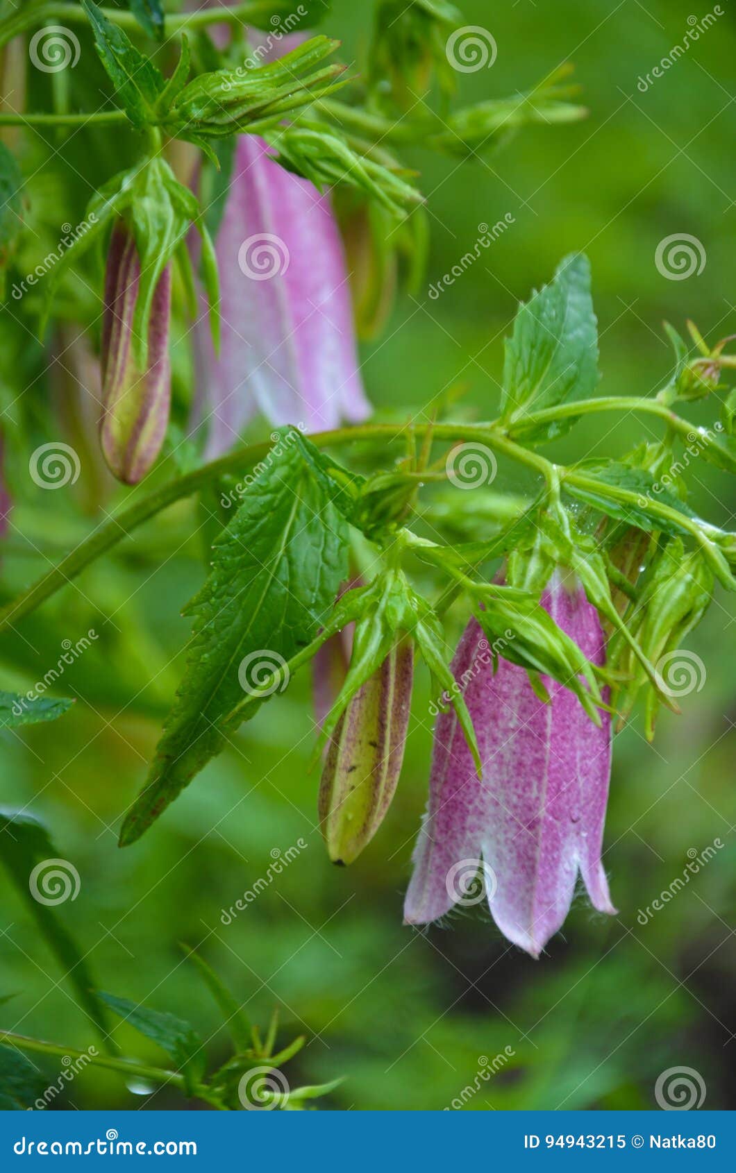Flowers bell drops of rain stock image. Image of closeup - 94943215