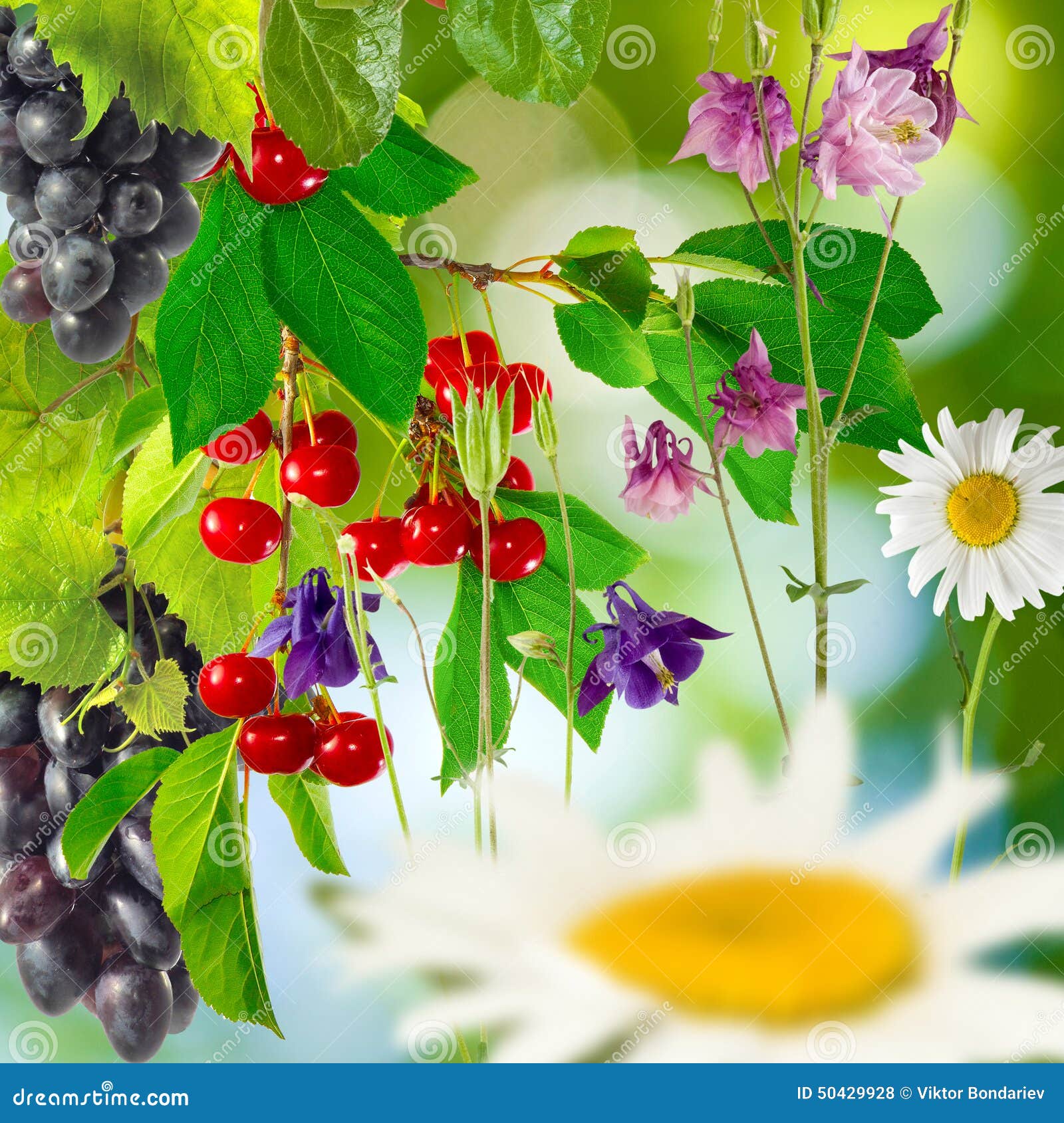 Flowers and Berries in the Garden Stock Photo - Image of colorful ...
