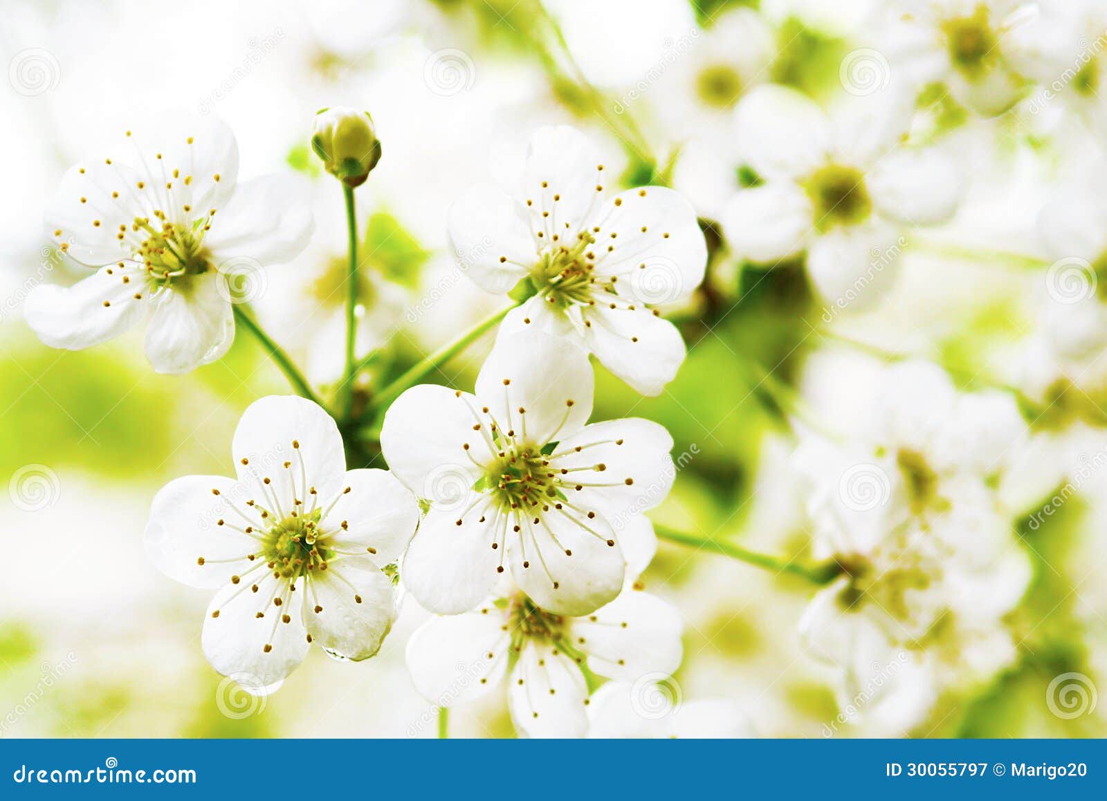 Flowers berry fruit trees. stock image. Image of small - 30055797