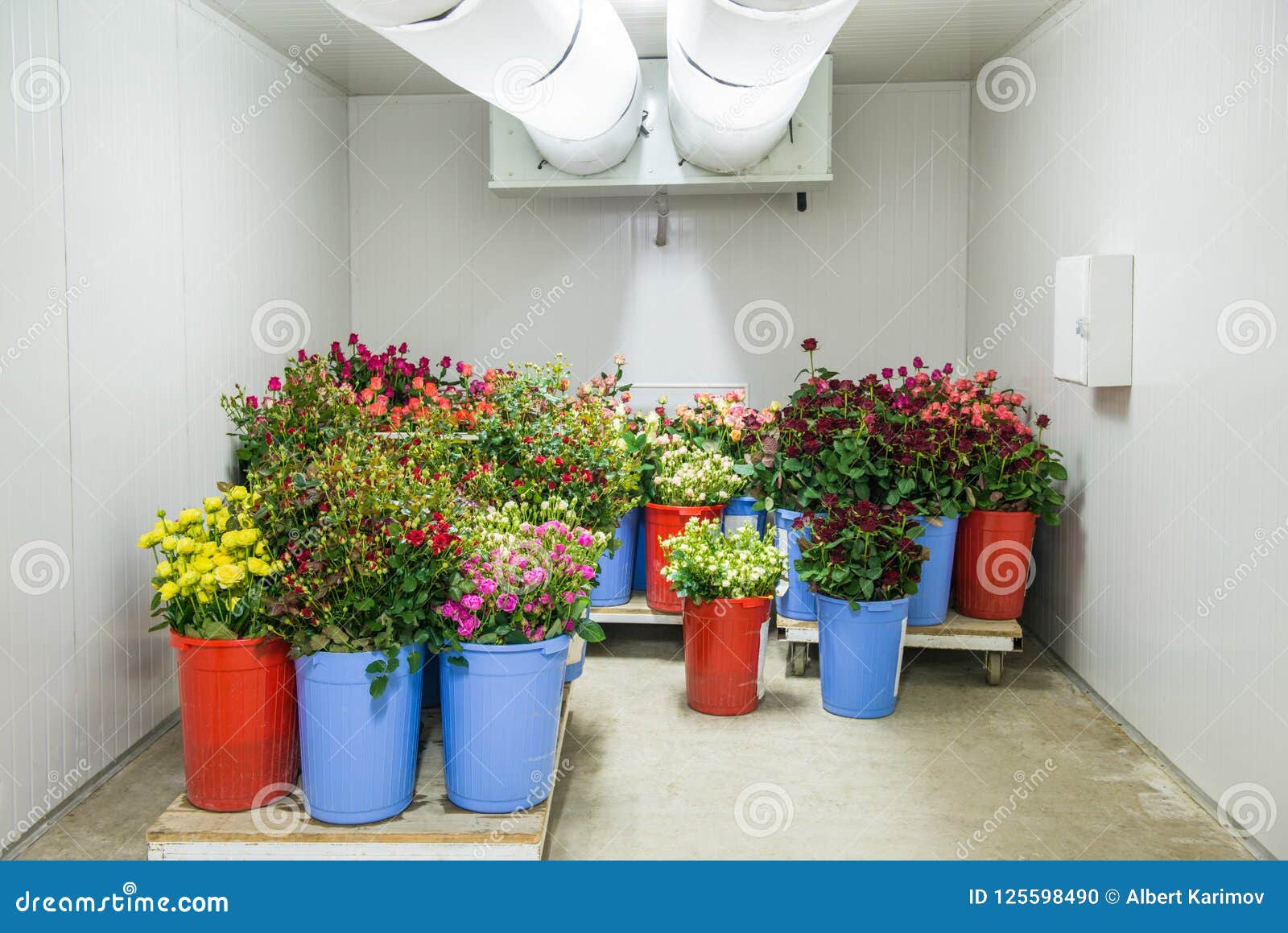 Flowers in storage stock photo. Image of dutch, large - 125598490