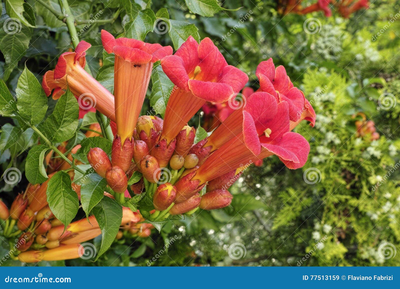 Flowers of bignonia stock image. Image of ornamental - 77513159