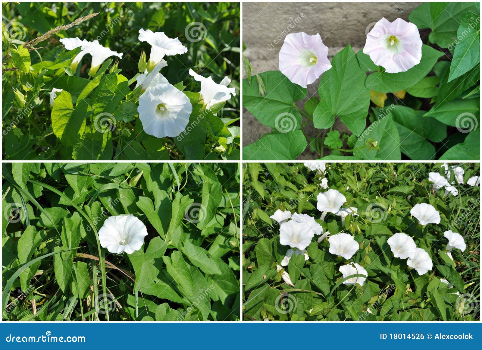 Flowers, bindweed, set stock photo. Image of bloom, convolvulus - 18014526