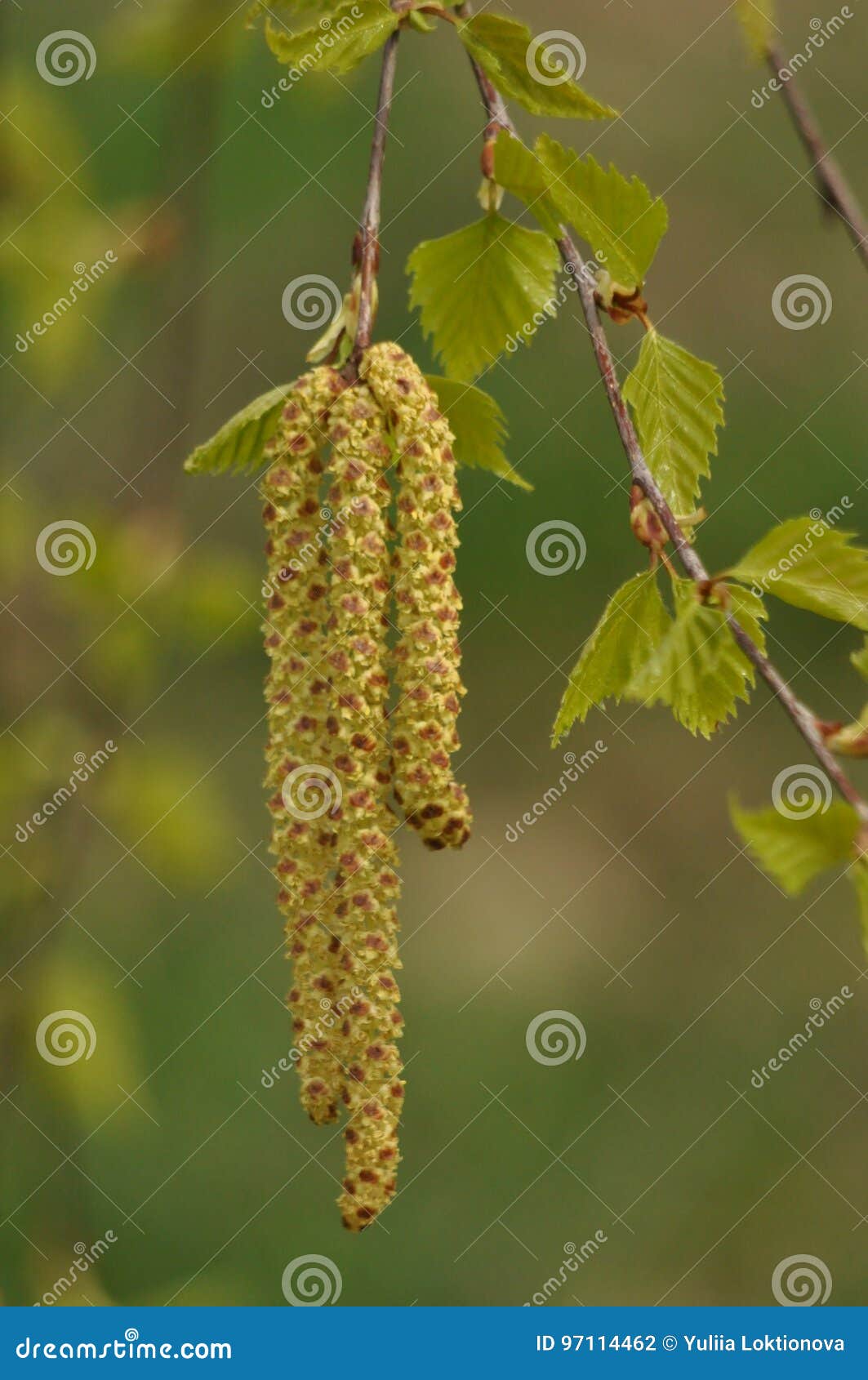 Flowers,Birch stock photo. Image of aroma, humulus, birch - 97114462