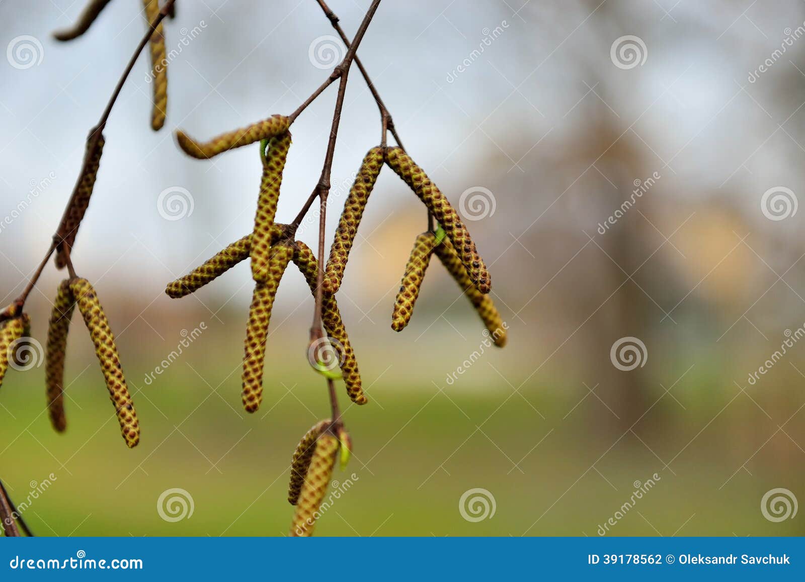 Flowers birch stock photo. Image of nature, birch, spring - 39178562
