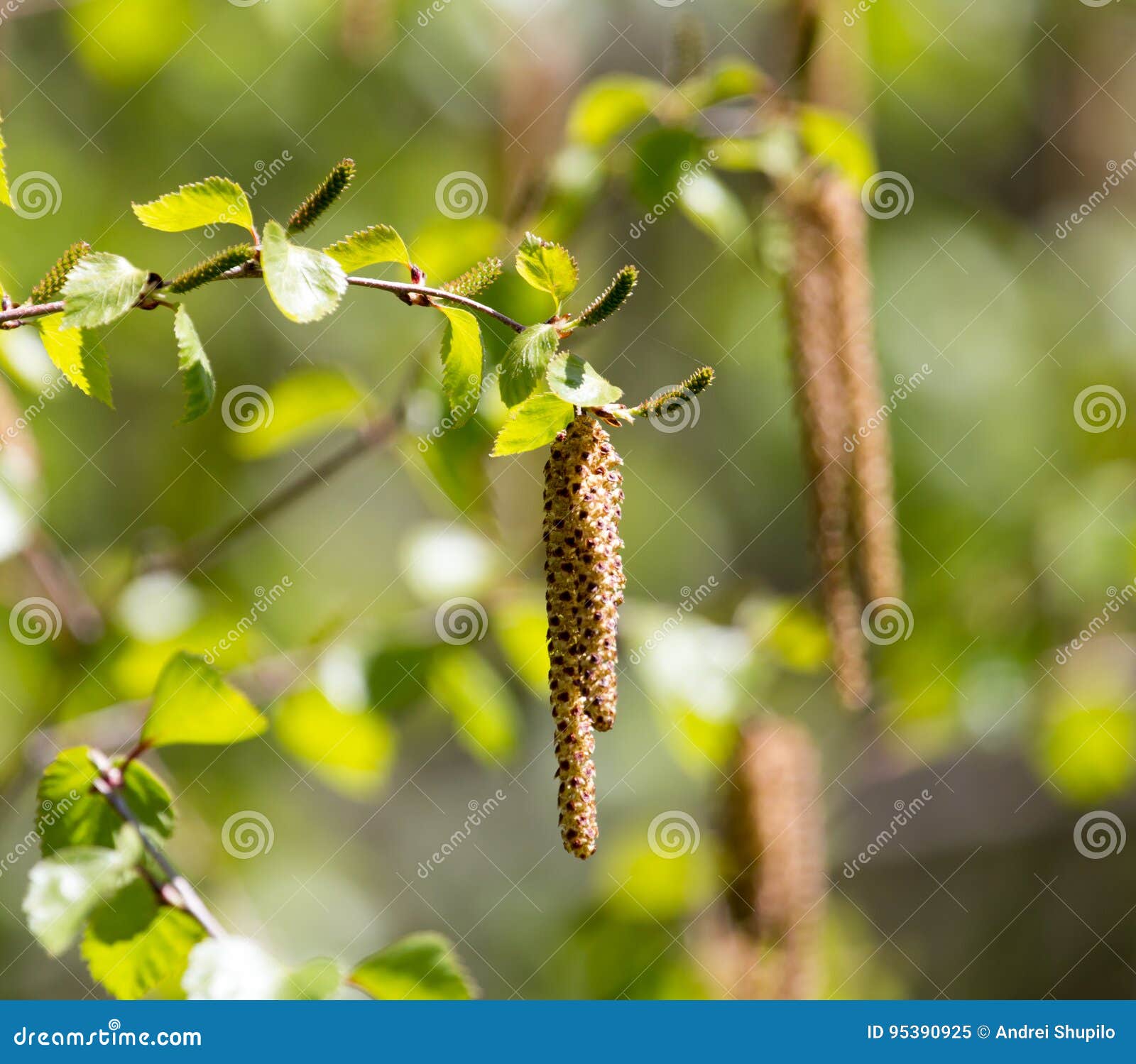Flowers on the Birch Tree in Nature Stock Image - Image of element ...