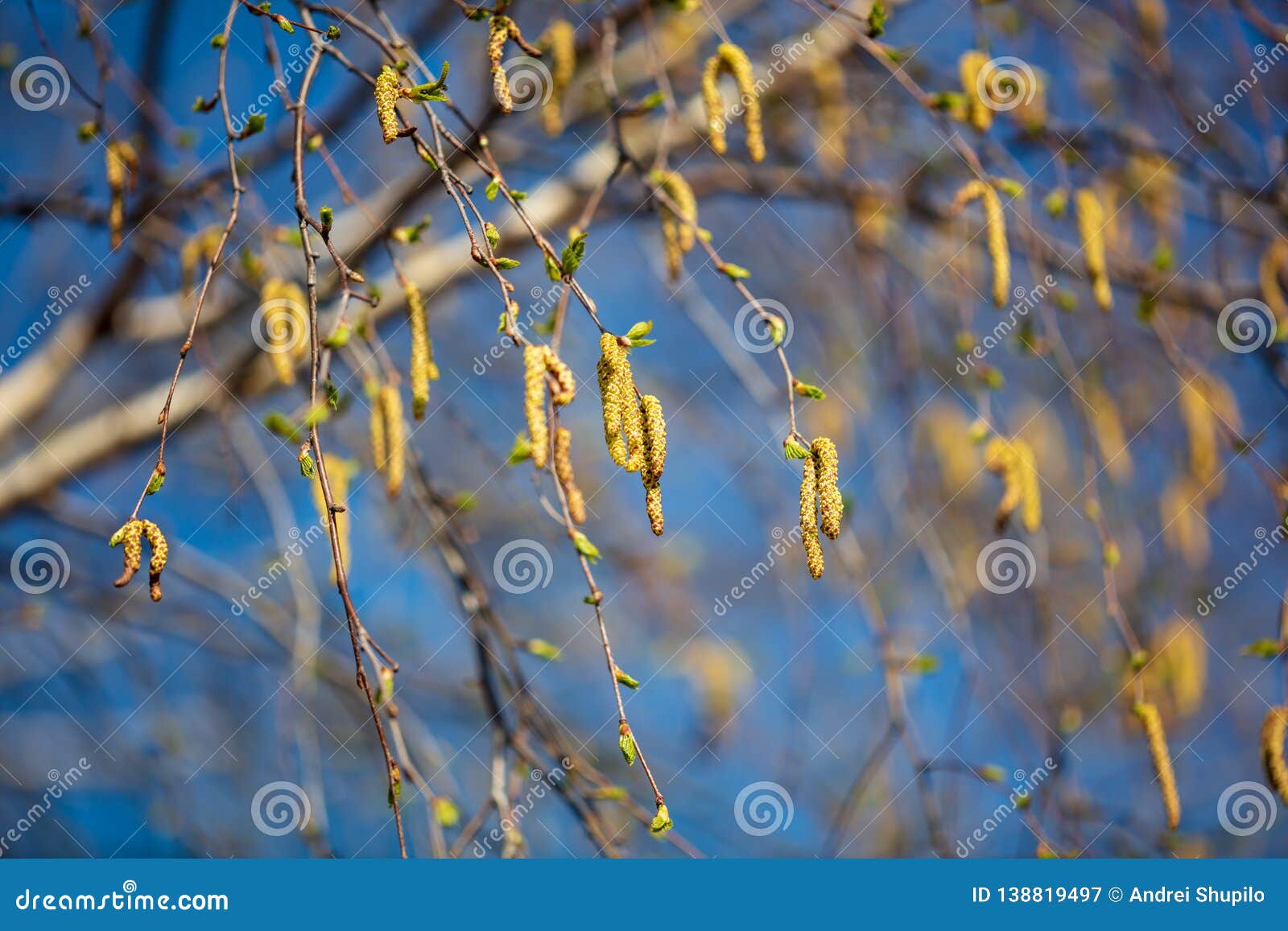 Flowers on a Birch Tree in the Spring Stock Image - Image of macro ...