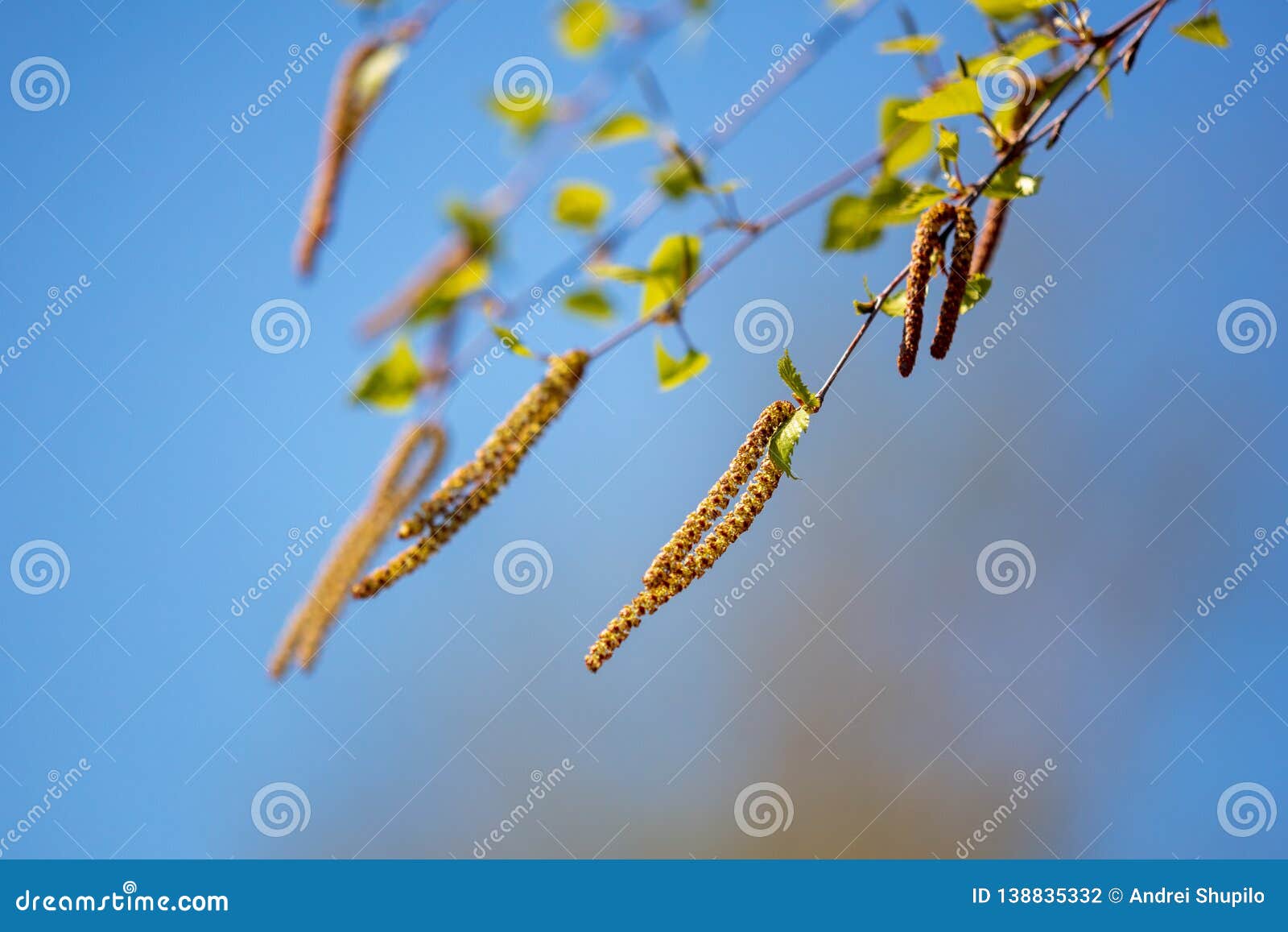 Flowers on a Birch Tree in the Spring Stock Photo - Image of detail ...