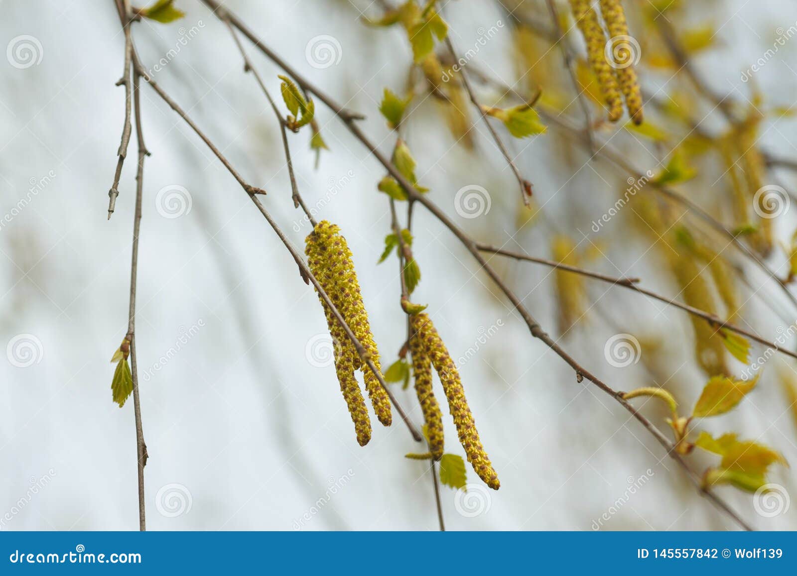 Flowers of the Birch Tree in Spring Stock Photo - Image of branch ...