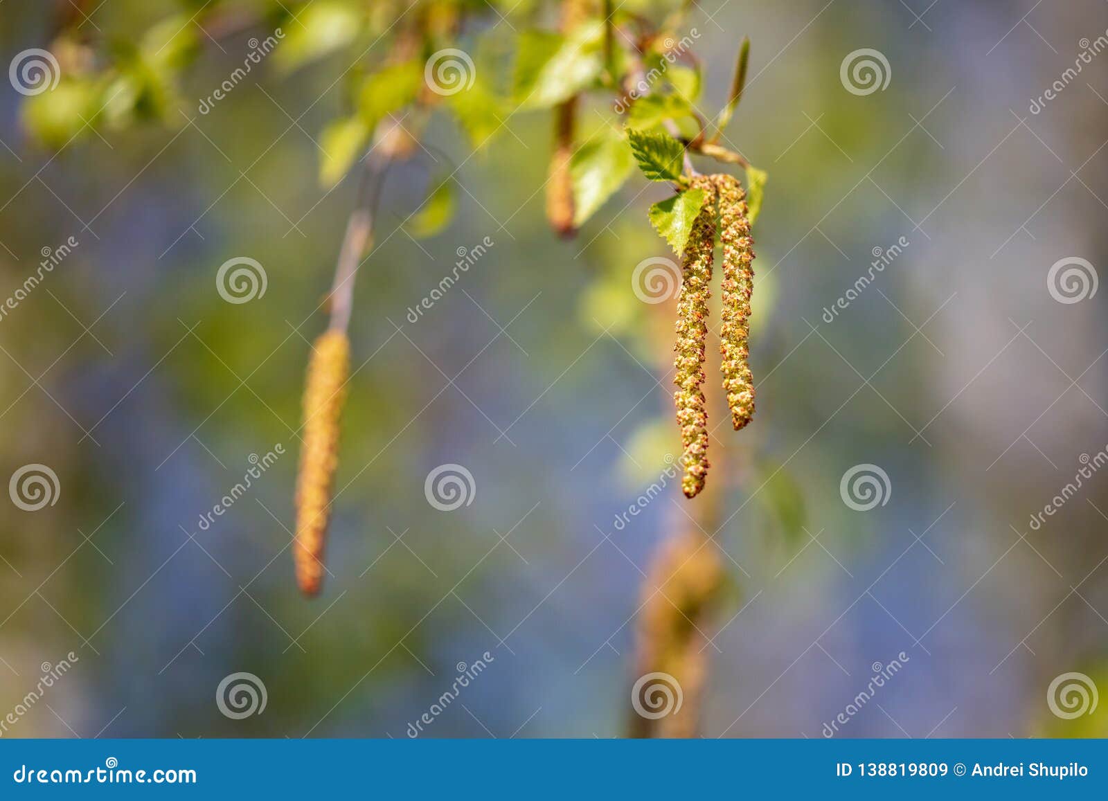 Flowers on a Birch Tree in the Spring Stock Image - Image of detail ...
