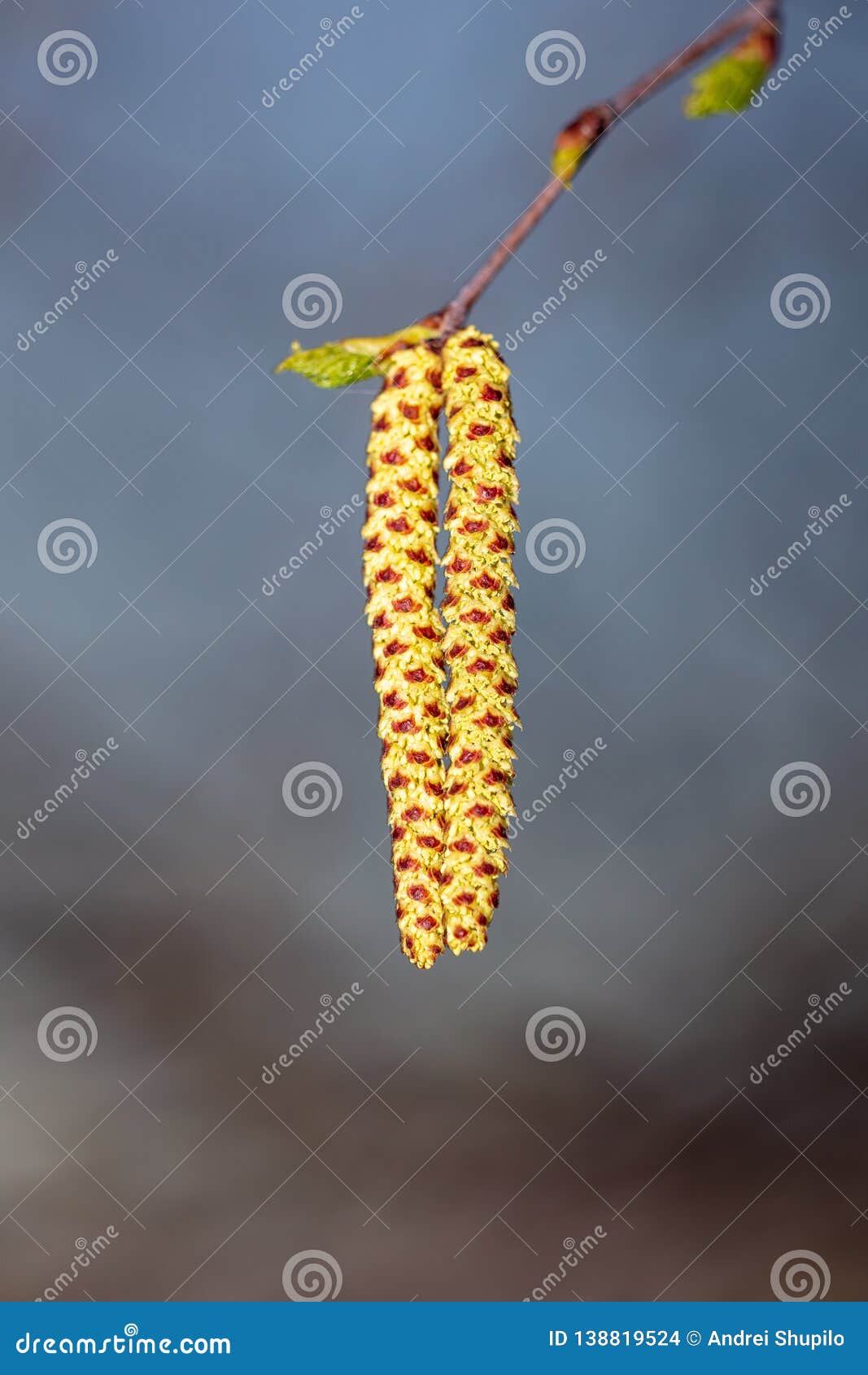 Flowers on a Birch Tree at Sunset Stock Photo - Image of macro, green ...