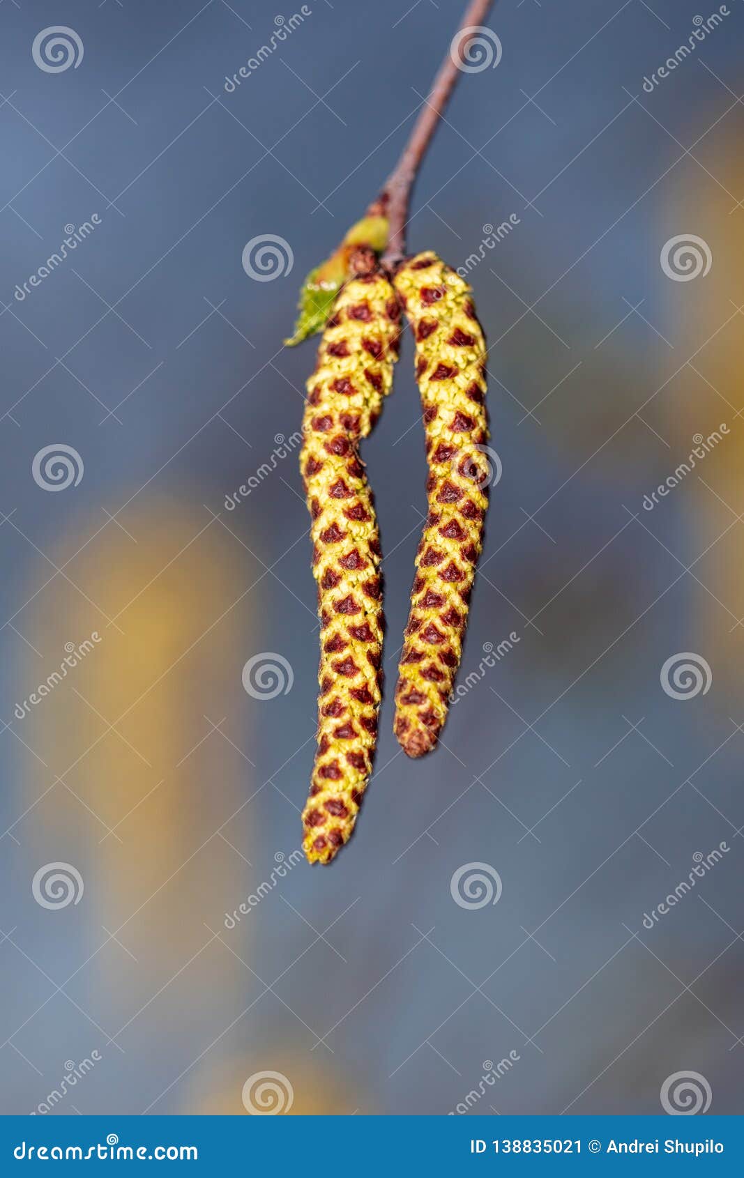 Flowers on a Birch Tree at Sunset Stock Image - Image of plant, green ...