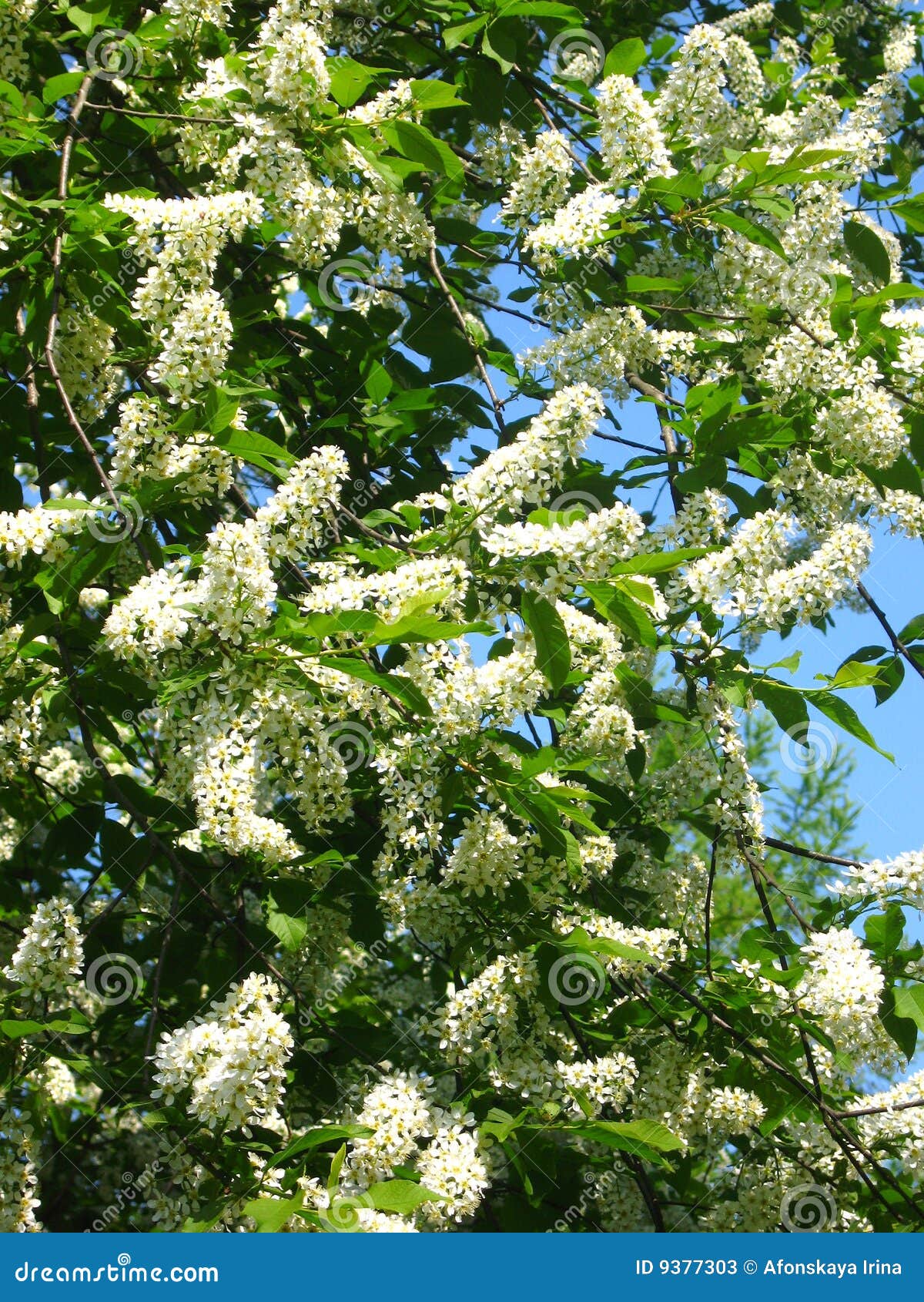 Flowers of Bird Cherry Tree Stock Image - Image of white, blossom: 9377303