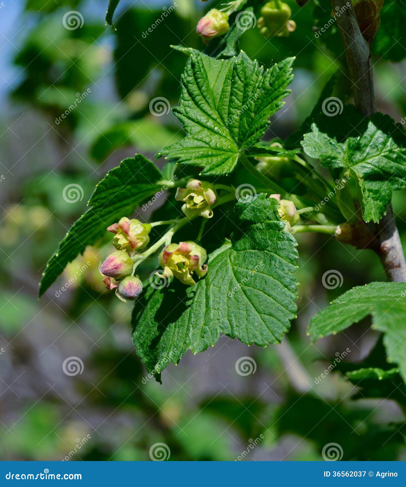 Flowers black currant stock image. Image of garden, blossom - 36562037