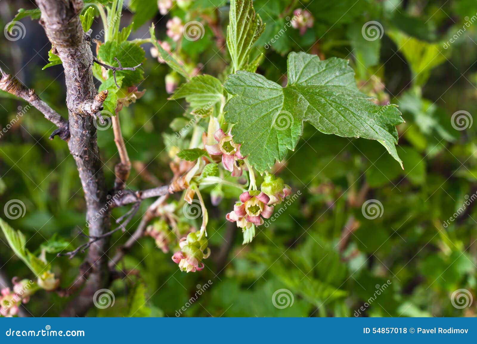 Flowers of black currant stock photo. Image of gardening - 54857018