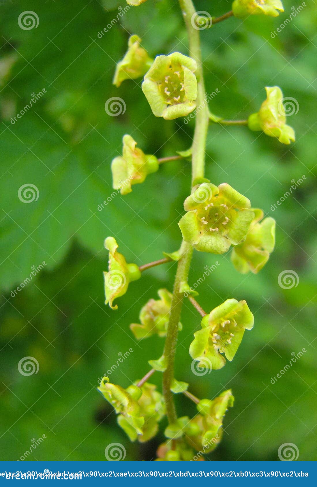 Flowers of black currant stock image. Image of leaf, black - 54305451