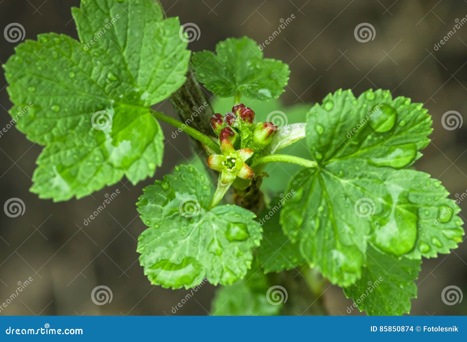 Flowers Black Currant, Spring Background Stock Photo - Image of berry ...