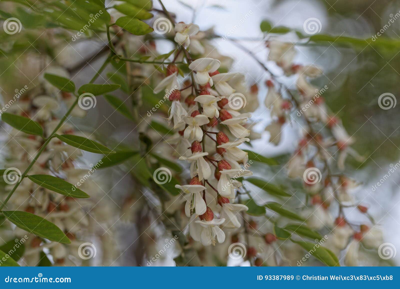 Flowers of a black locust stock image. Image of natural - 93387989