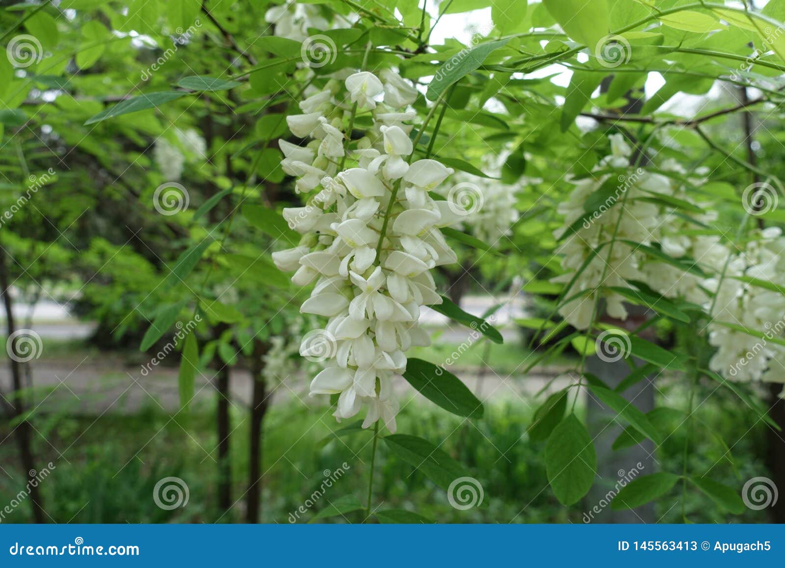 Flowers of Black Locust in Spring Stock Image - Image of deciduous ...