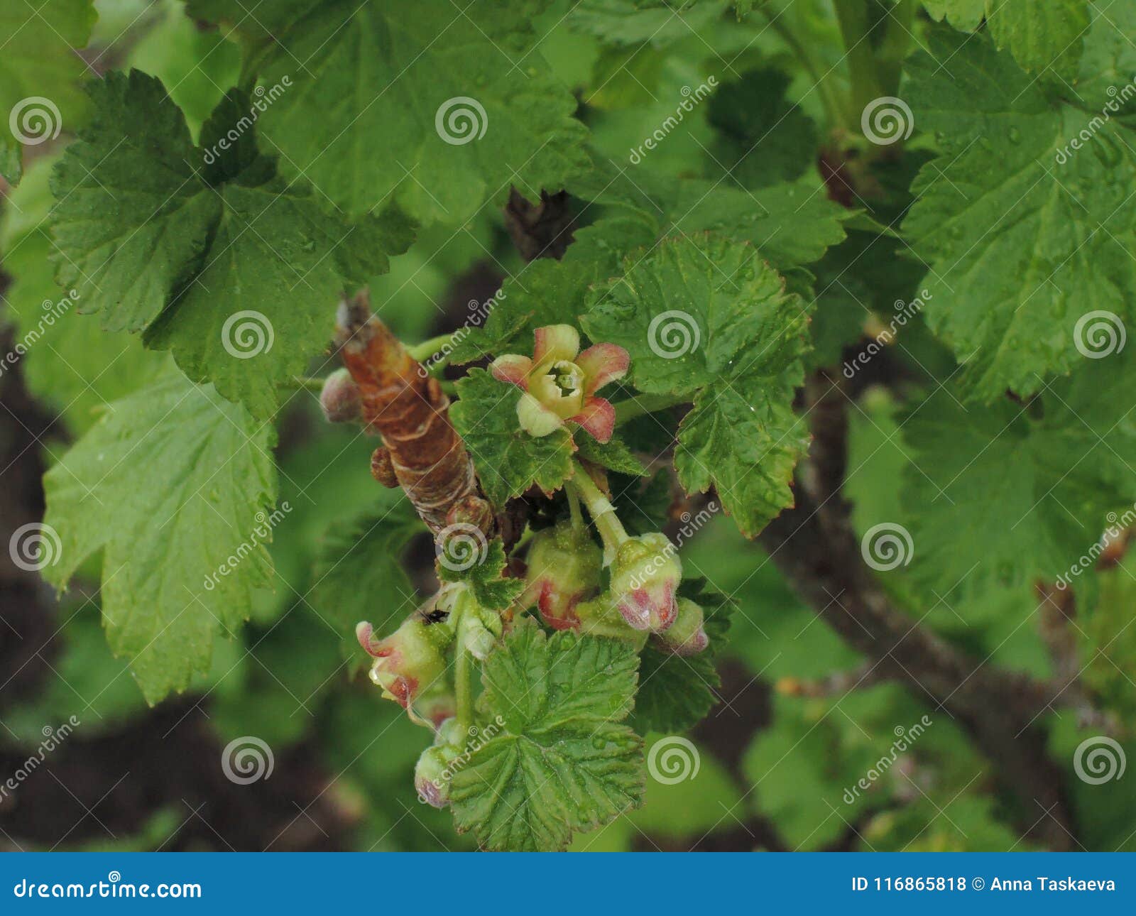 Flowers of blackcurrant stock photo. Image of spring - 116865818